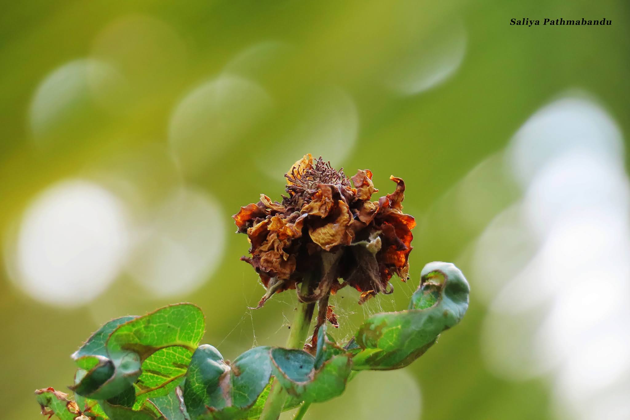 Photo Gallery: Rotten Rose - මියැදෙන රෝස මල