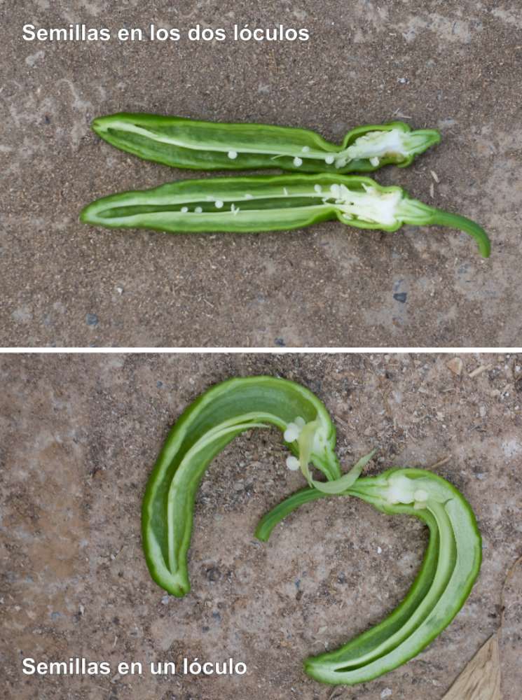 Homo agricola: septiembre 2011