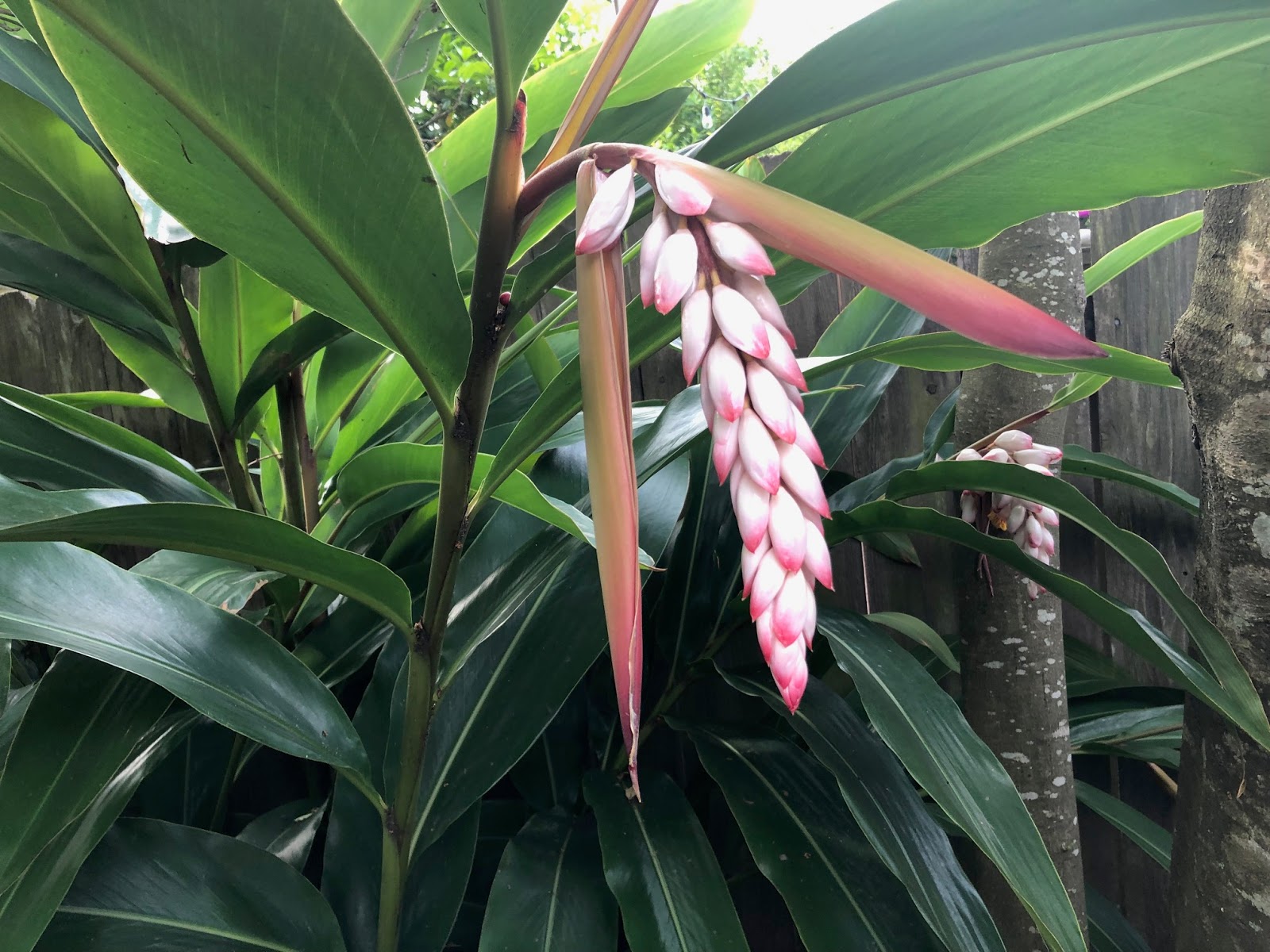 The Uptown Acorn: In the Garden: Shell Ginger