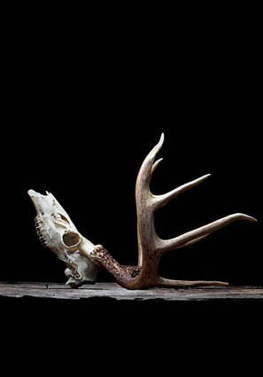 How to Make a Euro Mount at Home (Step by Step) | Now How To Do