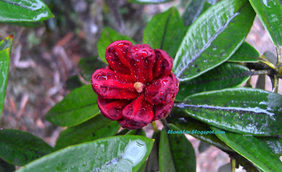 My Thoughts.. My Views....: Rhododendron flowers!!