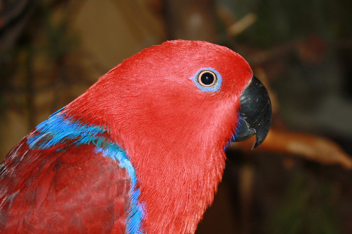 Somewhere only we know: animales rojos