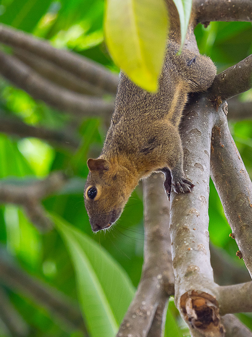 GATO55 BLOG: Fauna balinesa. Bali, Octubre 2018