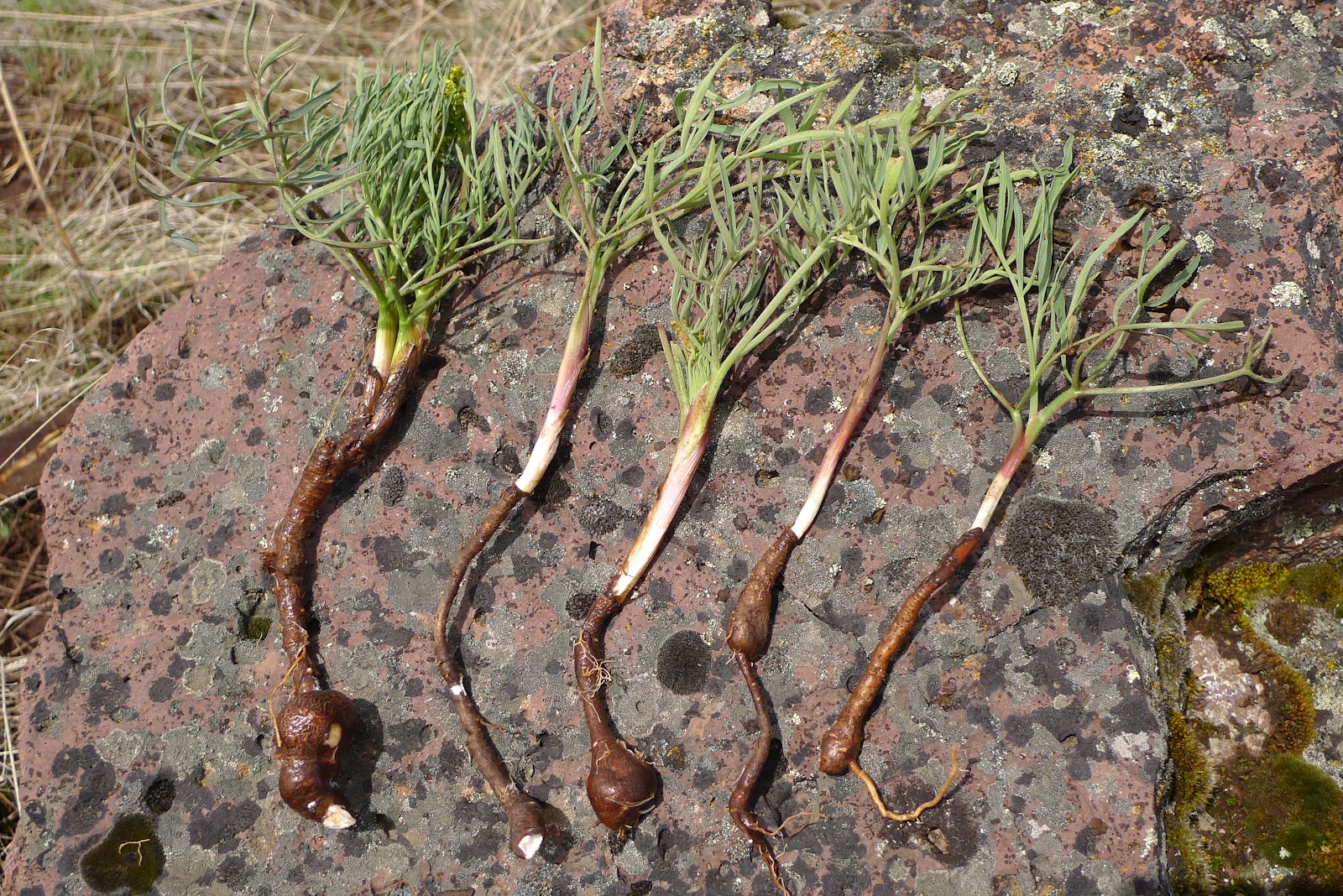 Wild Harvests: Biscuits and Balsam, edible roots of the eastside