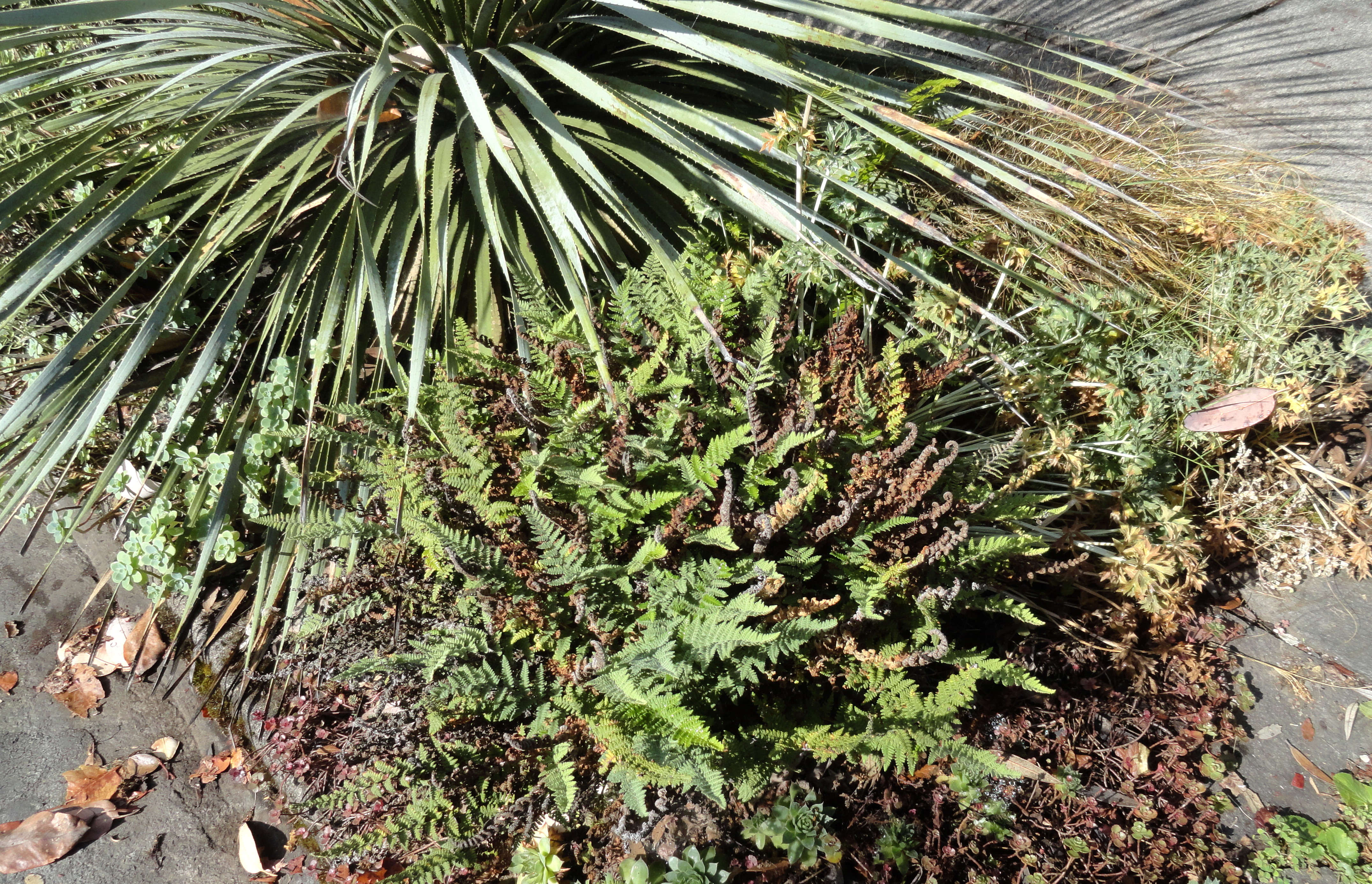 danger garden: Garden touring last August (when things were "normal")