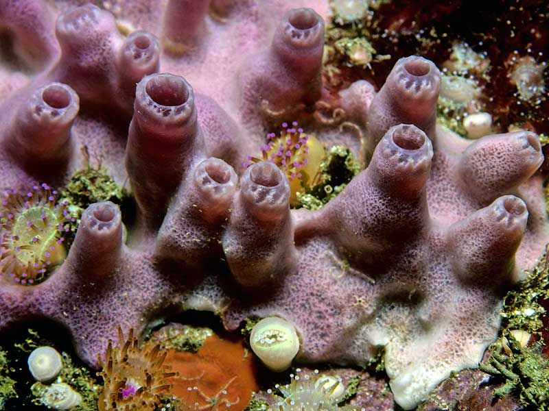 Real Monstrosities: Sponge