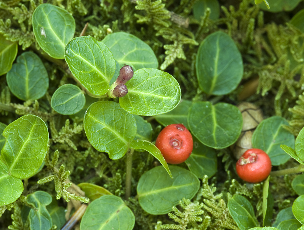 The 3 Foragers: Foraging for Wild, Natural, Organic Food: Partridge ...