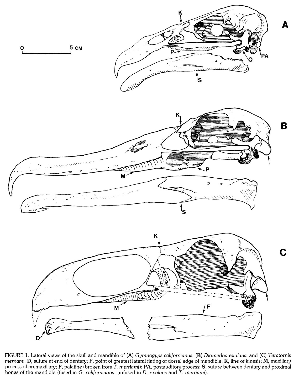 Mark P. Witton's Blog: We need to talk about teratorns