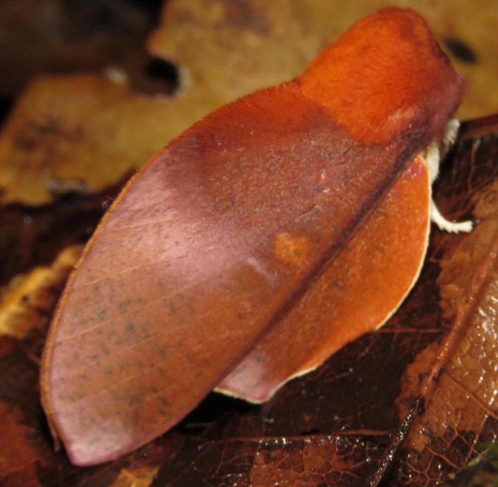 Birdernaturalist: January 2, 2020 at Cristalino Jungle Lodge