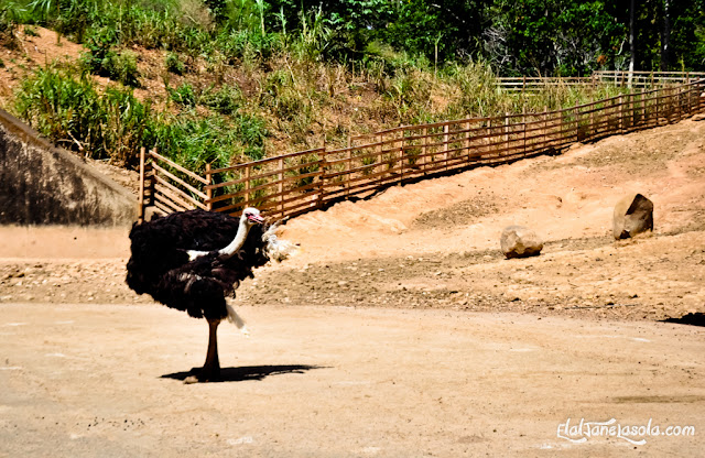 Elal Lasola Travel & Photography: Subic | Zoobic Safari