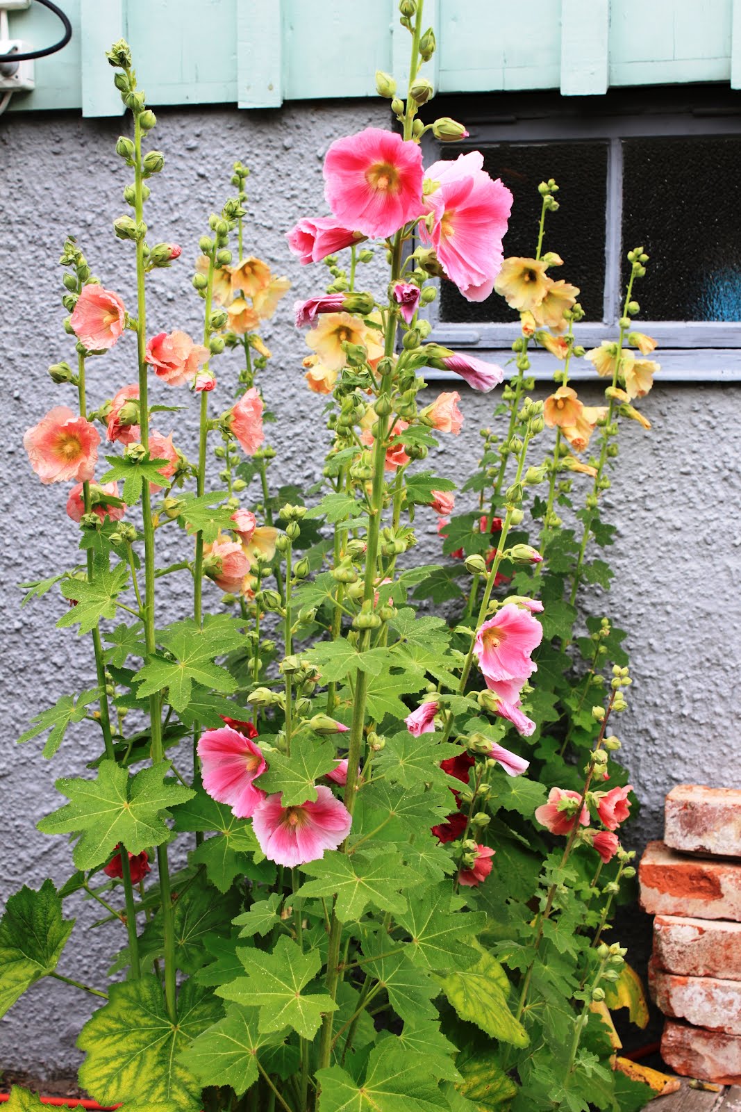 Mina trädgårdar: Perenna stockrosor
