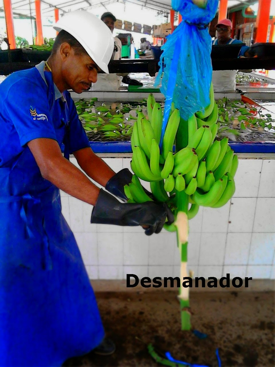 Riesgos derivados de una finca bananerera: Labores de mayor riesgo en ...