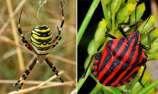 Retired--Now What?: Striped Animals Addendum