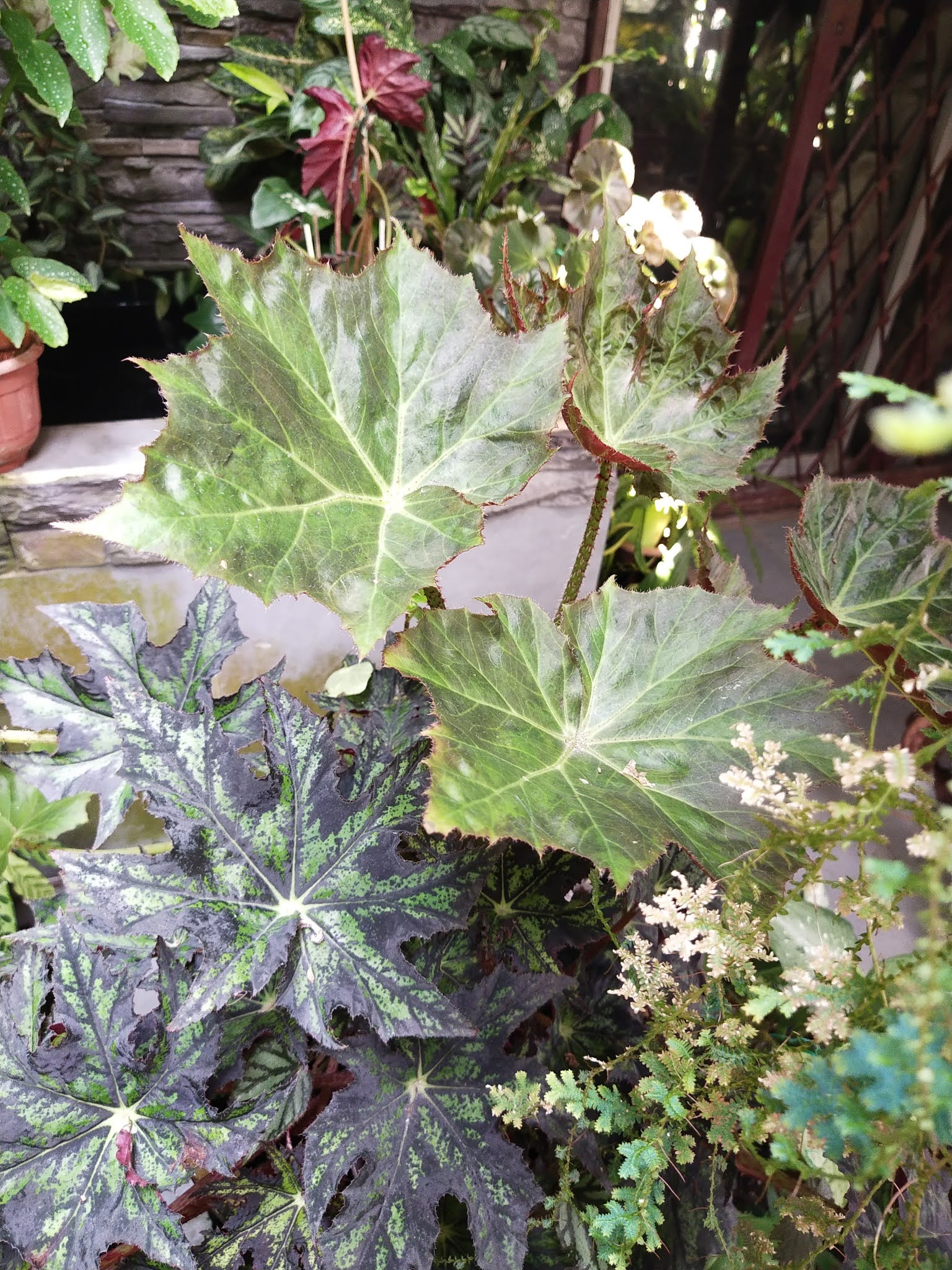 Garden Chronicles of James David: Star Begonia / Begonia heracleifolia ...