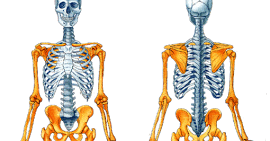 ¿QUÉ ES LA OSTEOLOGÍA?