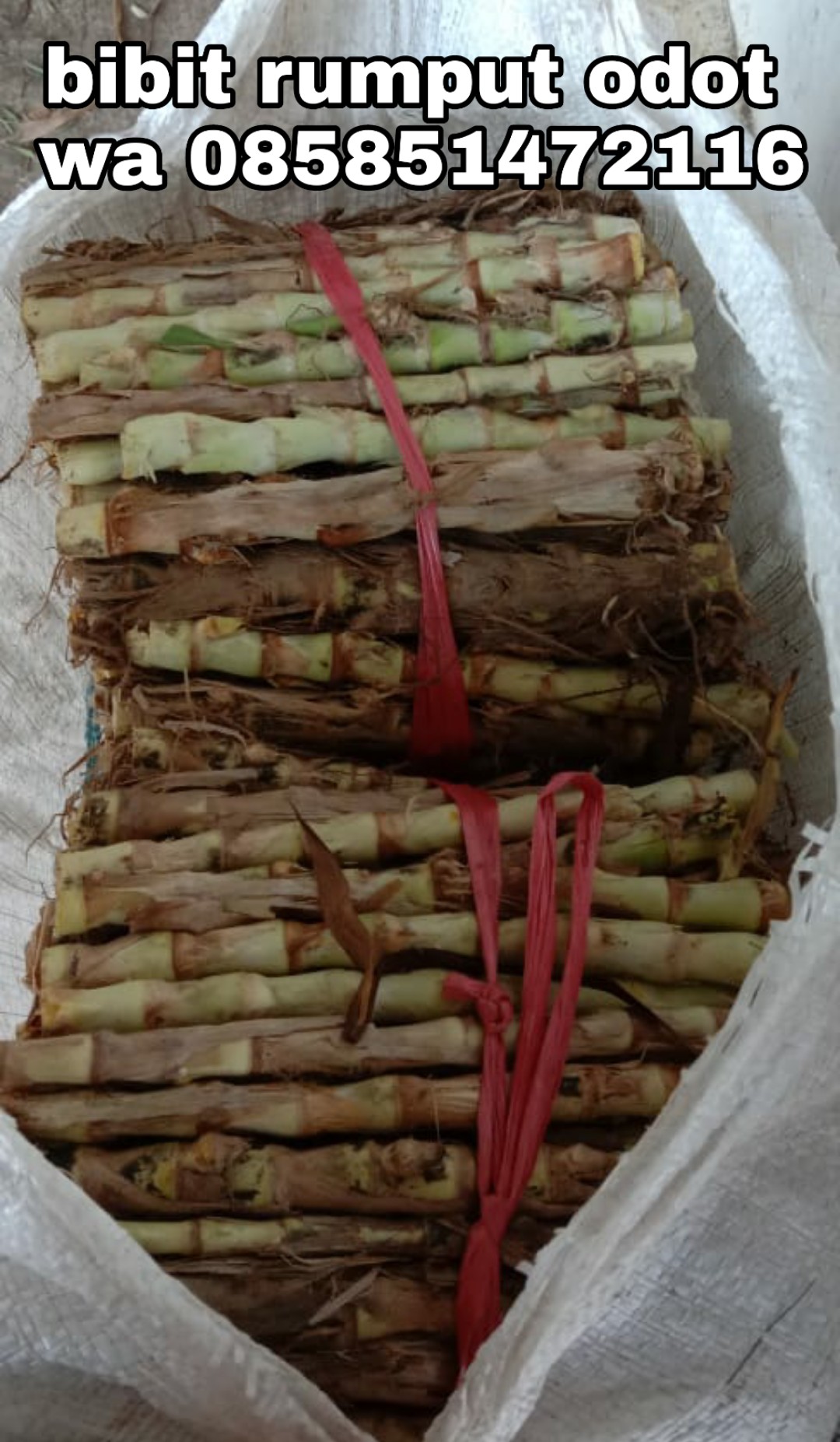 Jual Rumput gajah odot ( Pennisetum purpureum cv. Mott ) dan King Grass ...