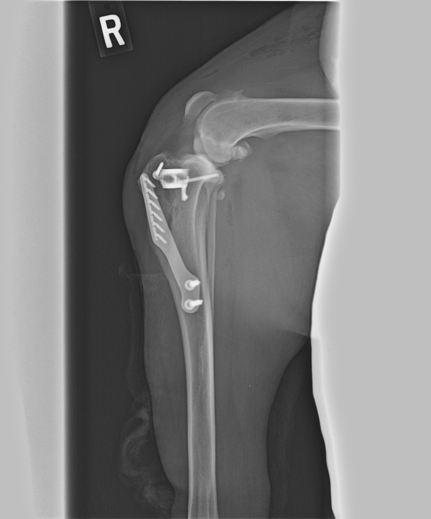 Circle City Veterinary Specialty & Emergency Hospital: TTA vs TPLO ...