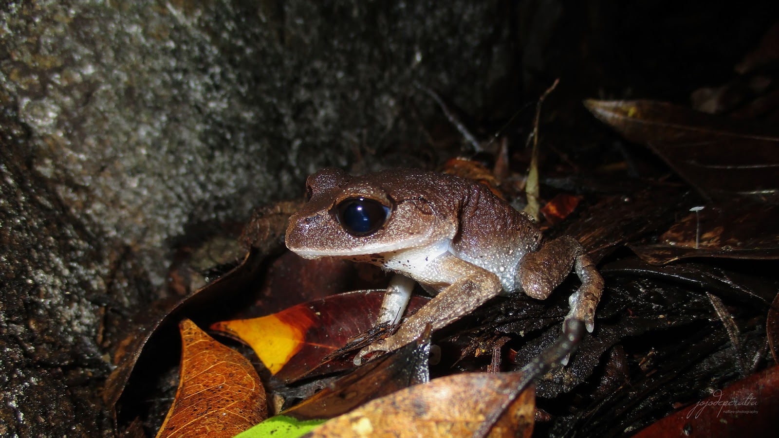 Palawan Litter Frog – An amphibian struggling to exist