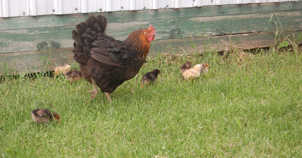 Dairy Good Life: With a cheep, cheep here...