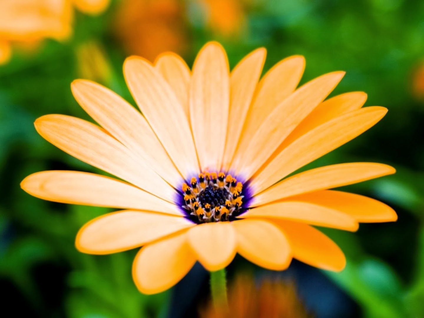 Las inflorescencias - Biología