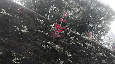 ඇවිද්ද පය ......: 2015