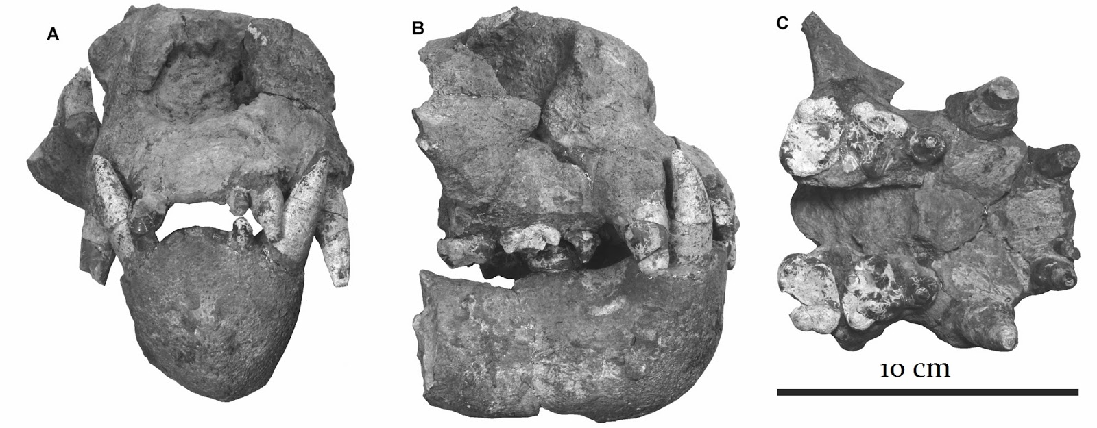 The Coastal Paleontologist: The terrible fossil record of sea otters ...