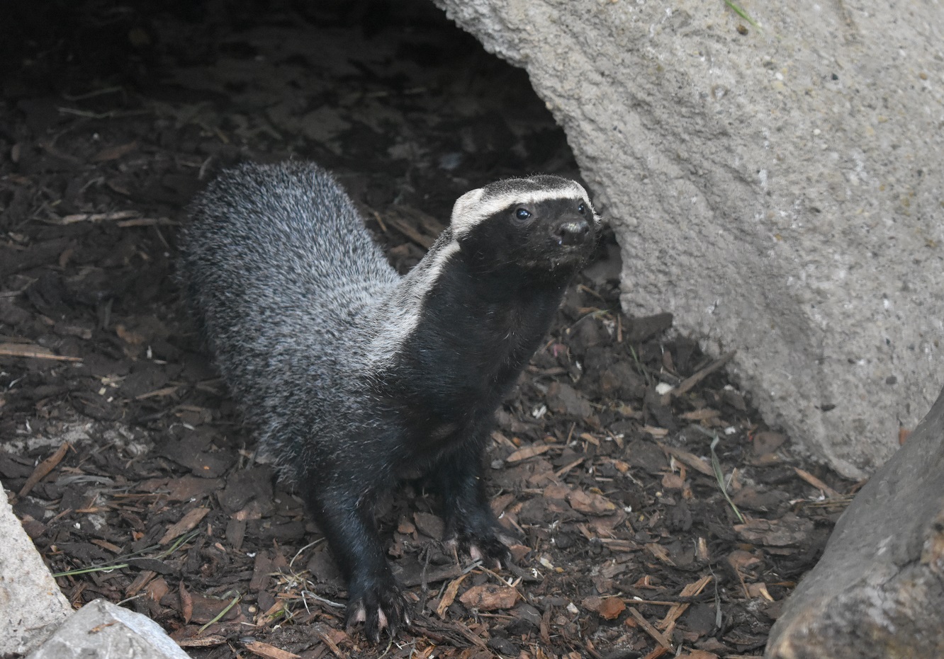 ZOOTOGRAFIANDO (6.100 ANIMALS): GRISÓN / GREATER GRISON (Galictis vittata)