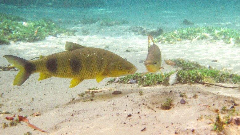 No Mar Profundo: Piapara