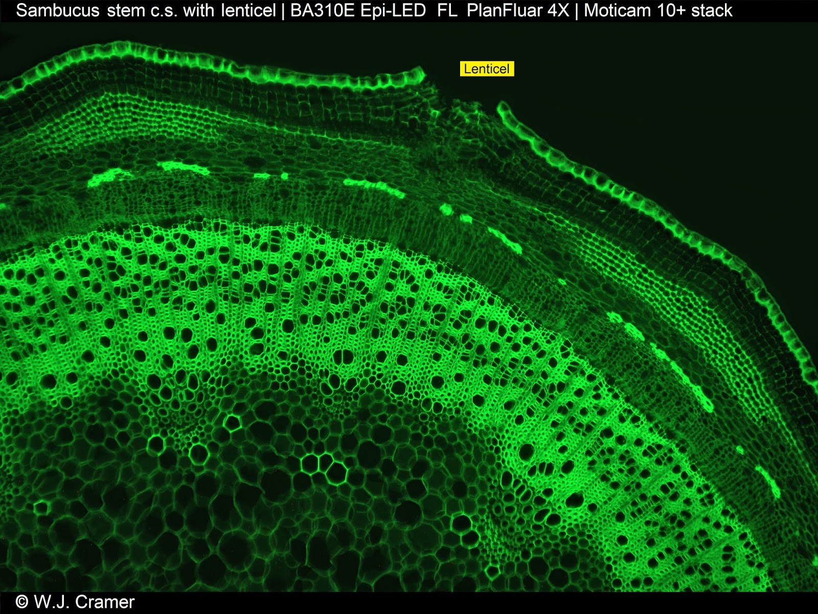 Motic Europe | Blog: Sambucus, breathing through the cork layer