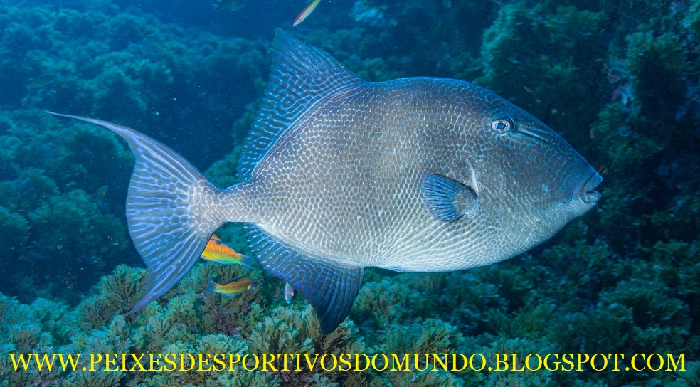 PEIXES DESPORTIVOS DO MUNDO: O PEIXE PORCO - Balistes capriscus Gmelin ...