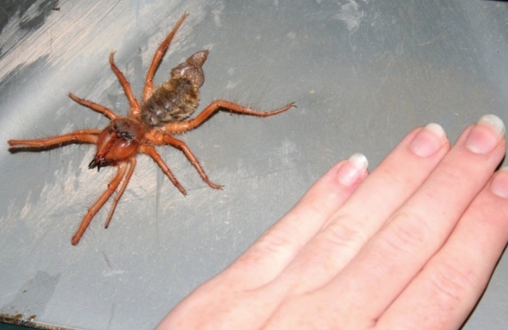 Robinson-Solutions Professional Window Cleaning: Beware The Sun Spider