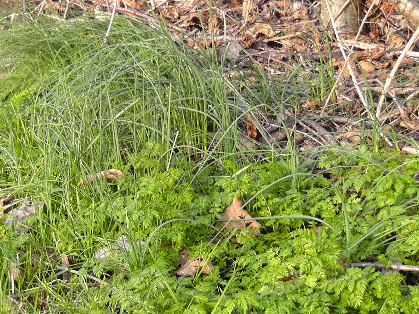 HRANA VIE: Usturoiul salbatic