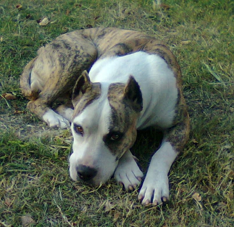 Perros Pampa: Perros Pampa Cruza de Dogo Argentino con Pitbull