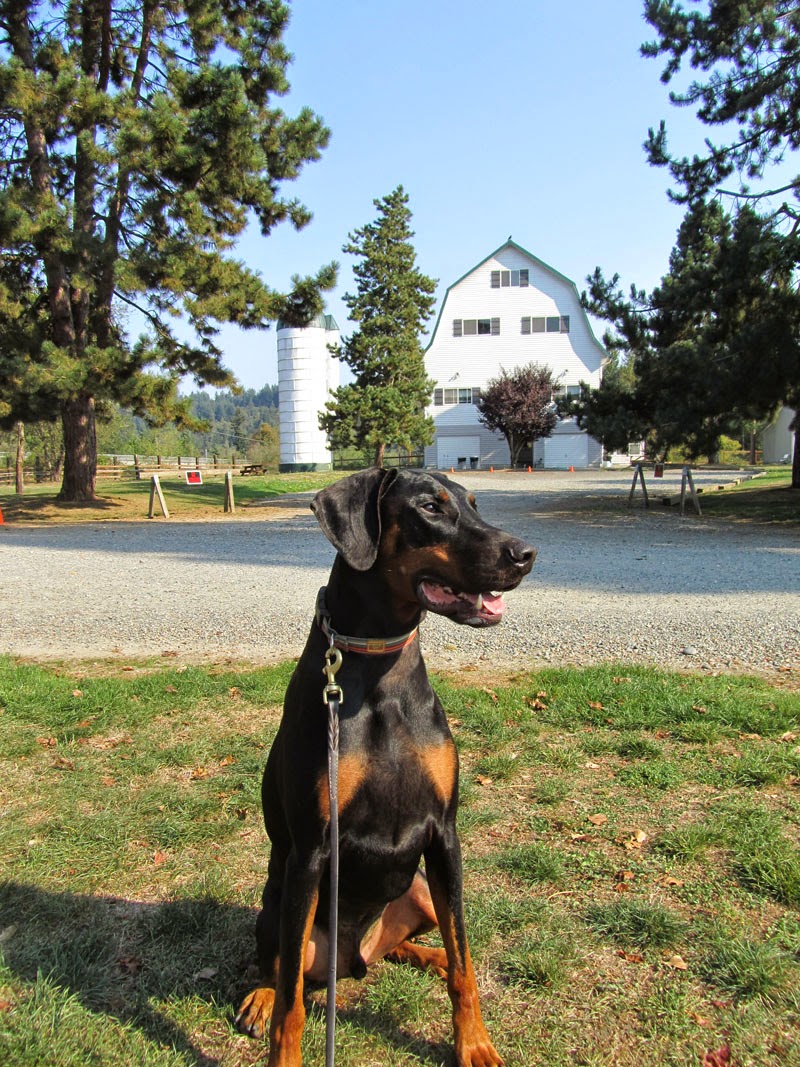 The Quilting Doberman: Puget Sound K9 UKC Rally Obedience Argus Ranch ...