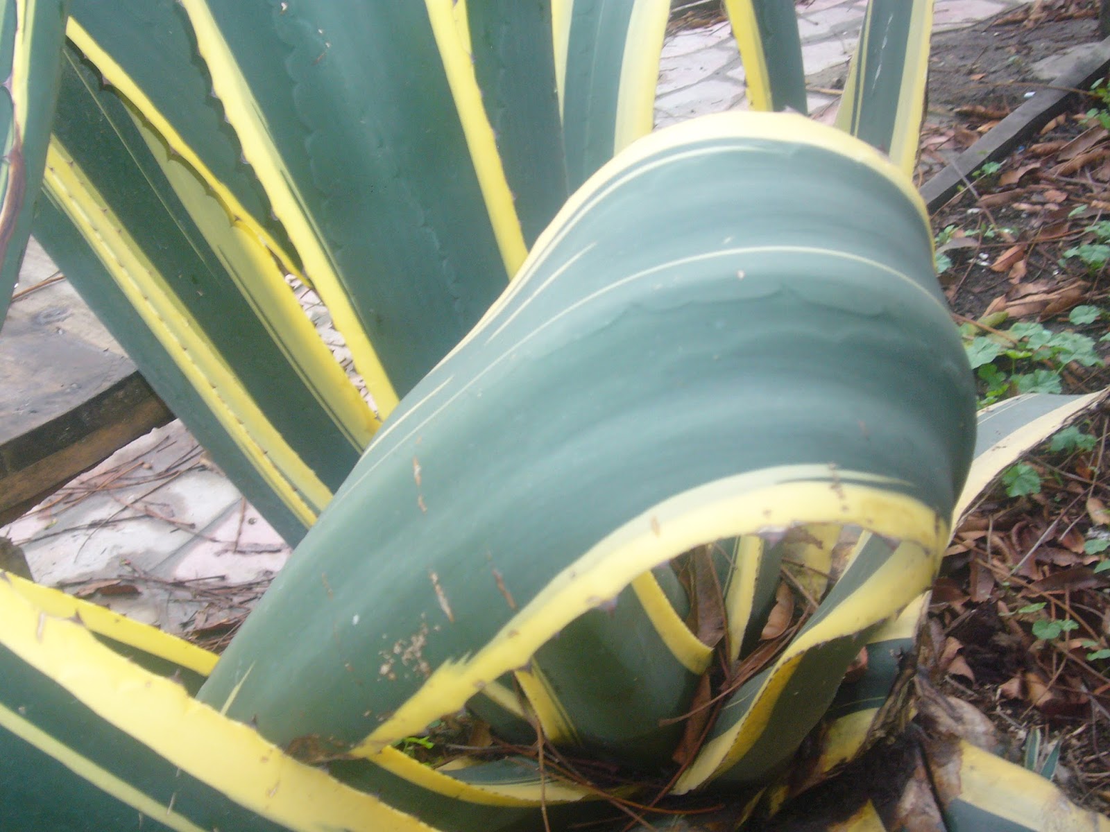 sabias sobre el fique : fotos de la maravillosa planta del fique :3
