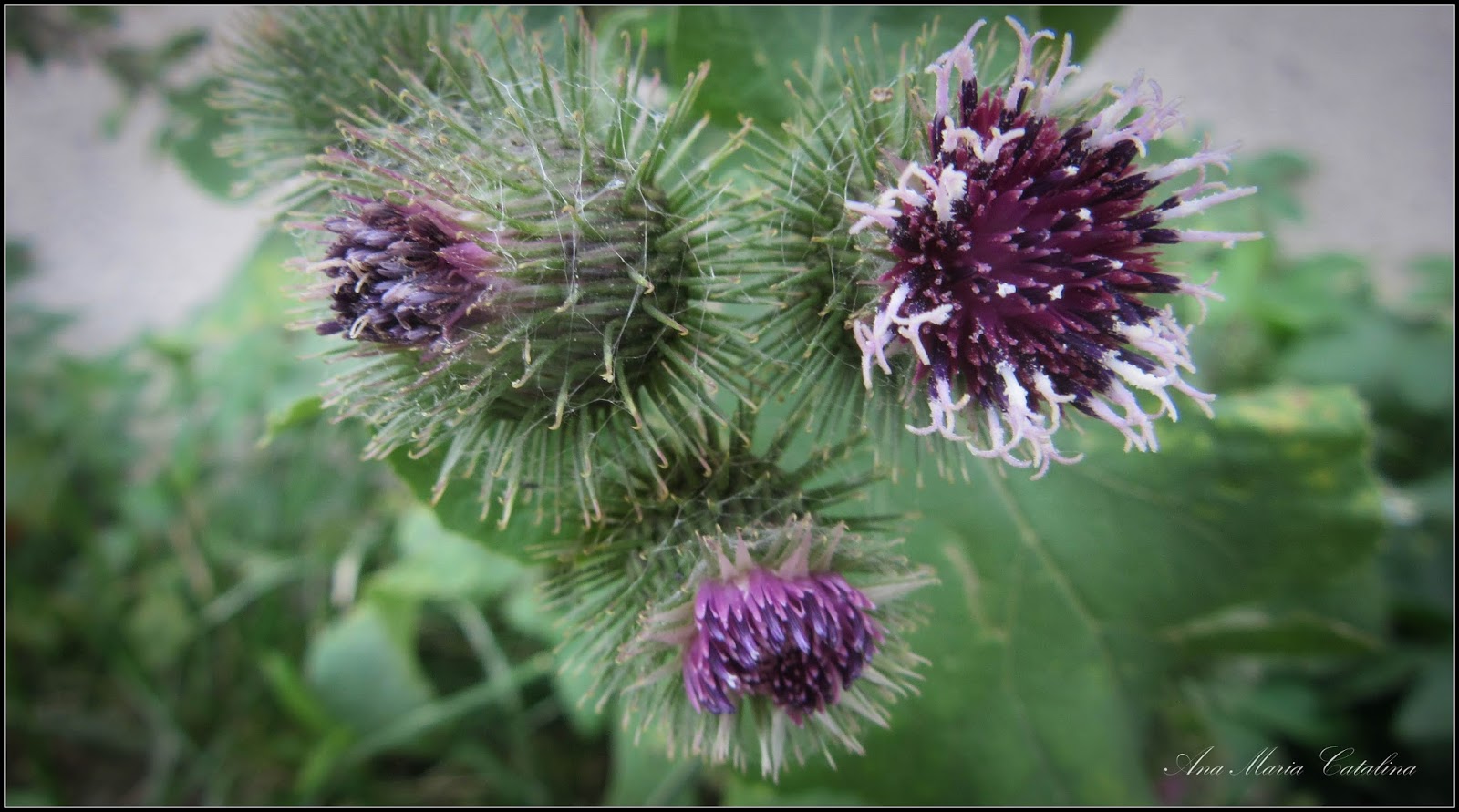 Lumea văzută din Turda: Mărăcini