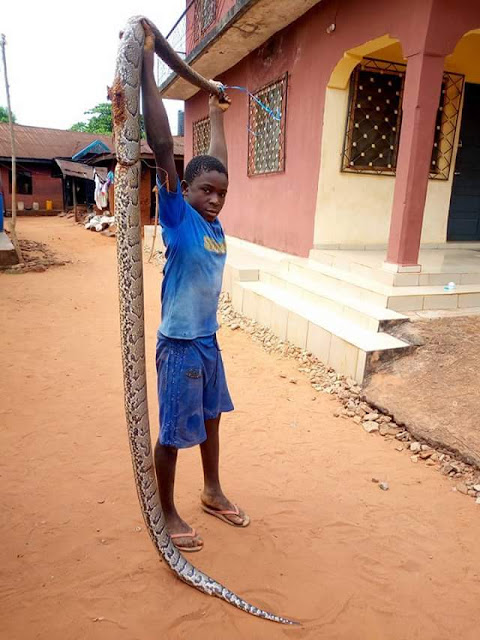 Photos: 13-year- old boy kills huge python in Anambra
