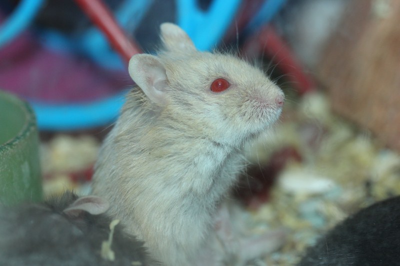 Campbell Argente ( Hamster Gallery ) | Jual Perlengkapan Dan Aksesoris ...