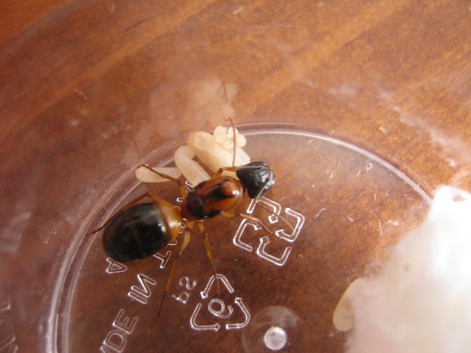 Megan's Ants: Esme (Camponotus Consobrinus queen) has 6 larvae and a pupa!