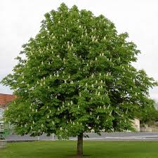 CASTAN ce reprezinta ce semnifica ce simbolizeaza - Interpretare Vise