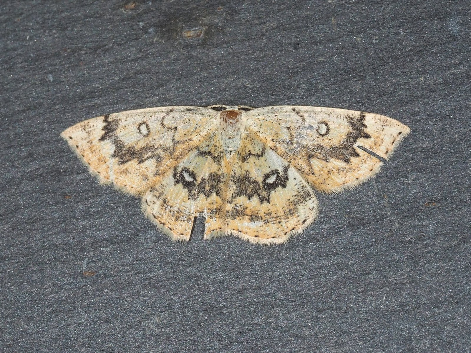 Hereford and Worcester Moths: 2019