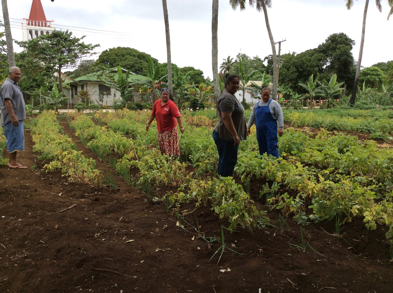 Murdocks In Tonga: Start of Harvest in Veitongo