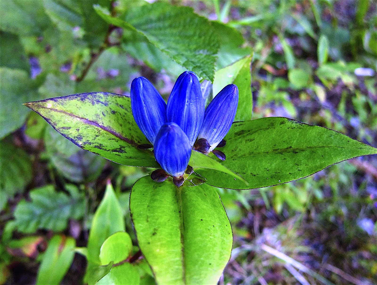 Saratoga woods and waterways: A Week's Worth of Fascinating Flower Finds