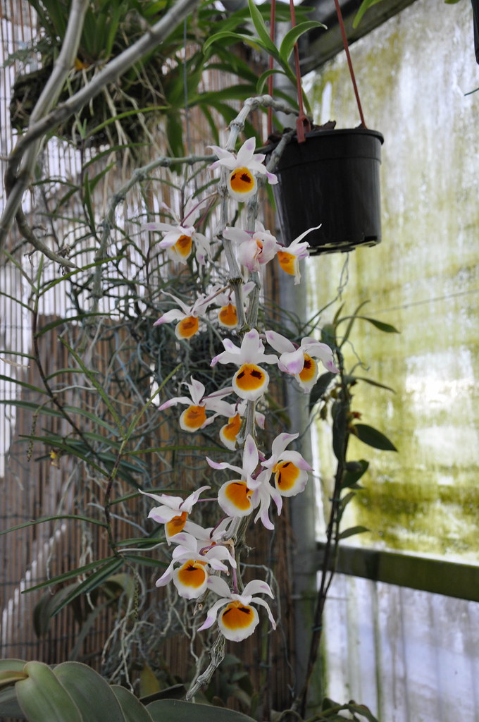 Dendrobium pendulum care and culture | Travaldo's blog