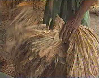 Indian Jute: Jute - Jute Cultivation and Fibre Extraction process