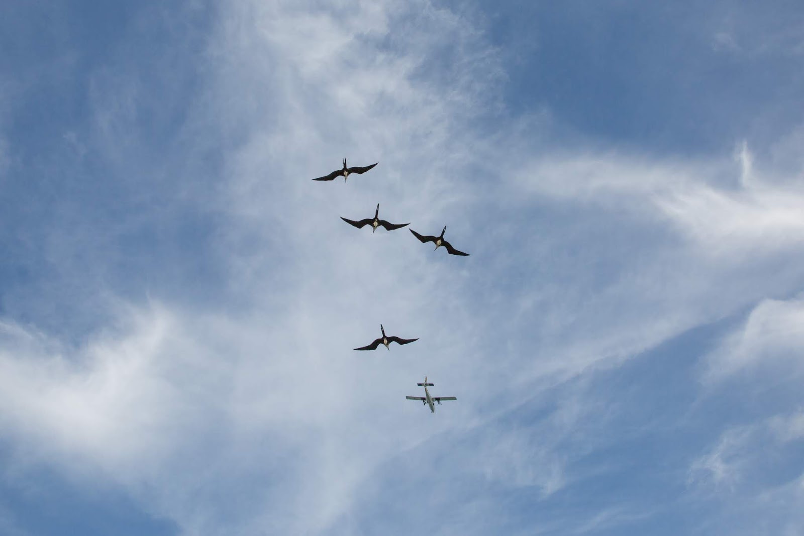 Alice Gostick: Things to do in Grand Cayman - Visit Little Cayman