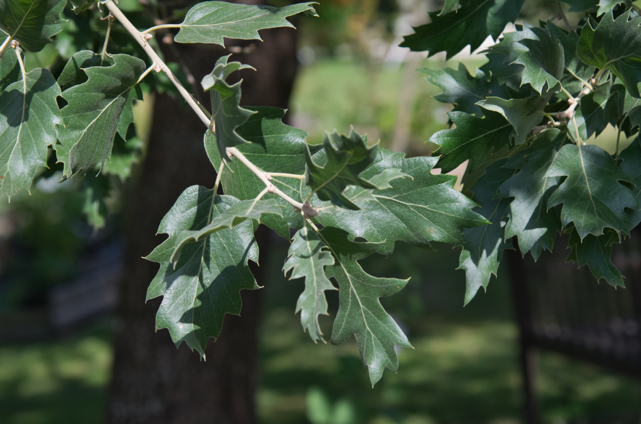 Quercus ithaburiensis ssp. macrolepis - Vallonea-Eiche