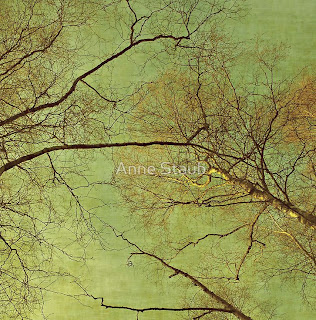Anne Staub Photography: Trees and ideas