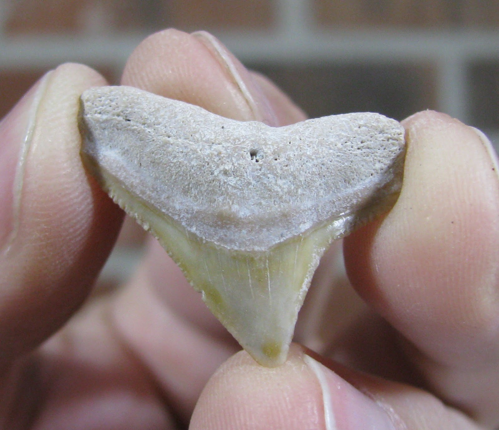 Views of the Mahantango: Carcharhinus sp. teeth from Bone Valley