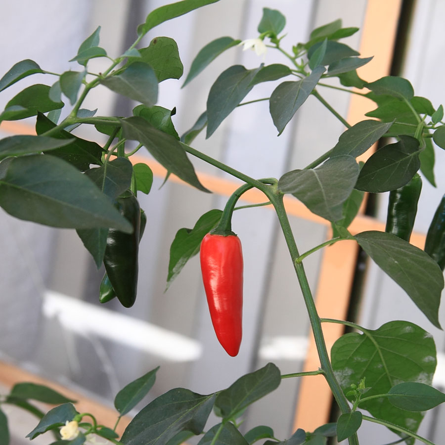 Los Diarios Vegetales: El cultivo del Chile Serrano (o Chile Verde) en ...